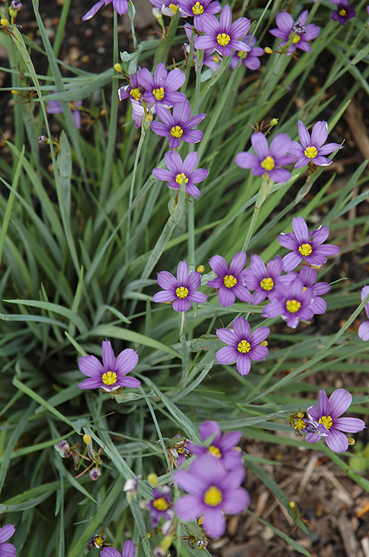 Lucerne Blue Eyed Grass Sisyrinchium Angustifolium Lucerne In Boston Hopkinton Chelmsford